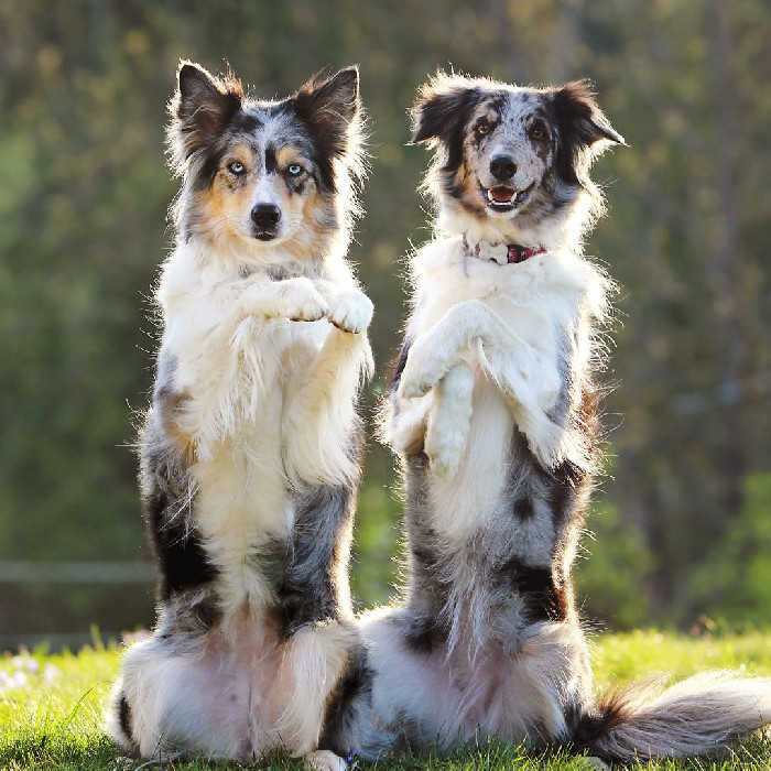 Good Dog -Dog Dancing-